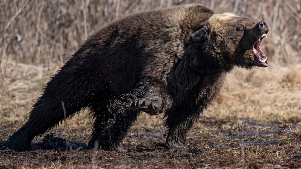 Woman seriously injured in rare bear attack in previously unaffected ...