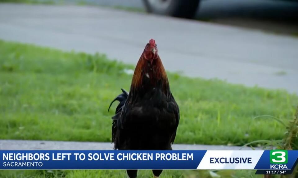 Gangs of chickens overrun California neighborhood, leaving residents ...