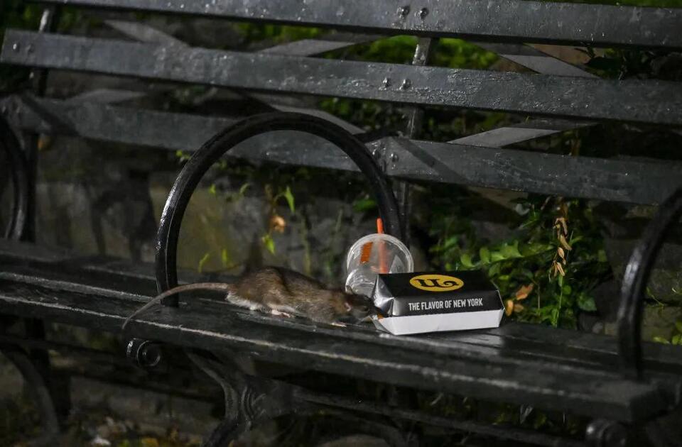 New York City To Host First National 'Rat Summit' - NewsBreak