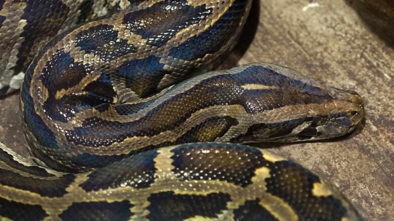 19-foot Burmese python marks largest ever caught in Florida - NewsBreak