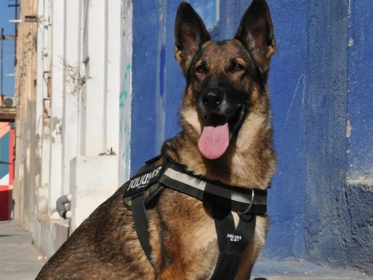 Hard-Working TSA Dog Gets The Retirement Party He Deserves After 5 ...