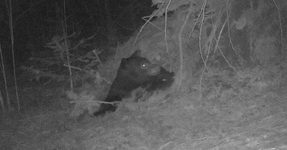 WDFW Shares Amazing Update on Bear Relocated While Hibernating - NewsBreak