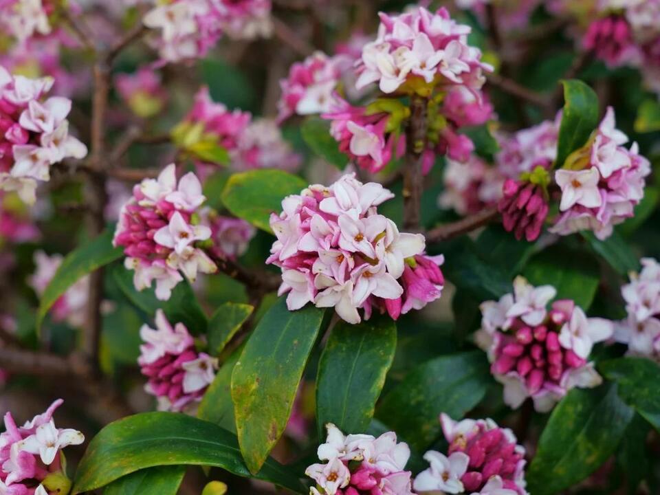 How to Plant, Grow, and Care For Daphne Shrubs