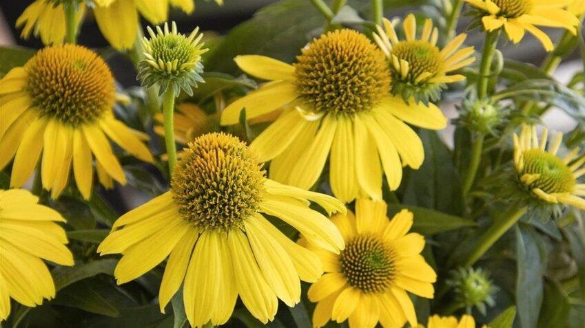 Pretty, portable pollinator gardens: Top 10 plants for pollinator ...