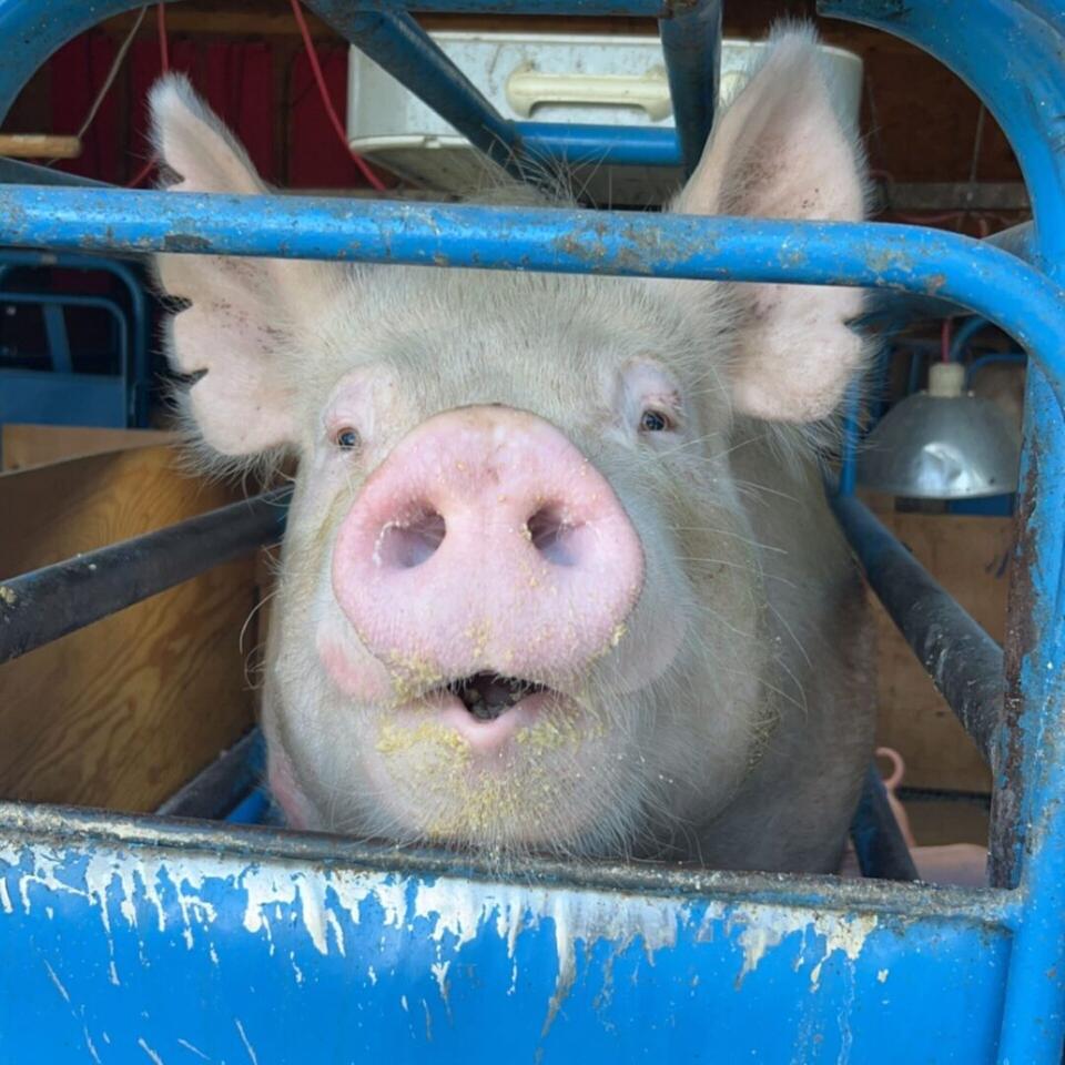 Pork Consumption Down In California Amid Proposition 12 Implementation ...