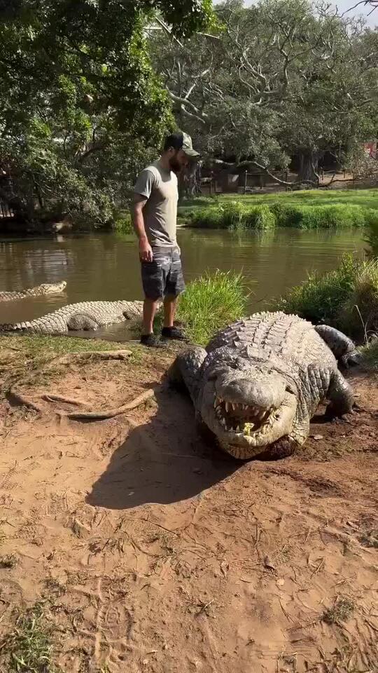 Meet Henry, the world's oldest known Nile crocodile. Born in 1900, he's ...