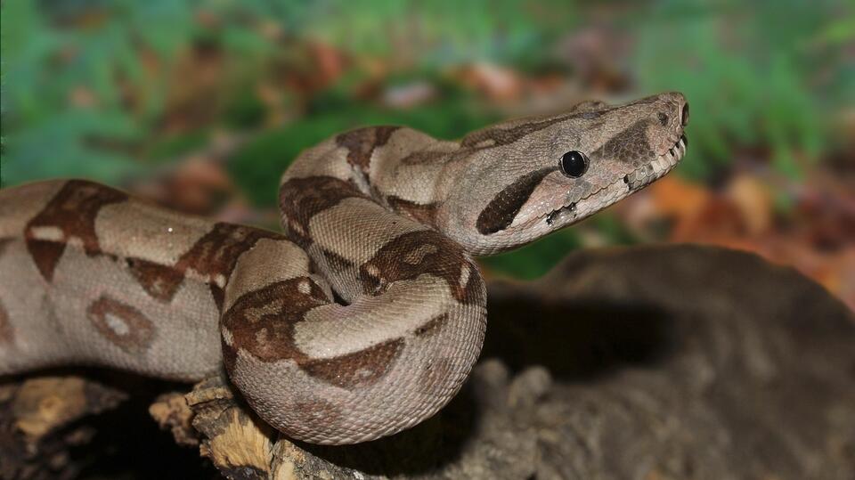 10 Most Popular Snakes that Can Be Kept as Pets in the USA - NewsBreak
