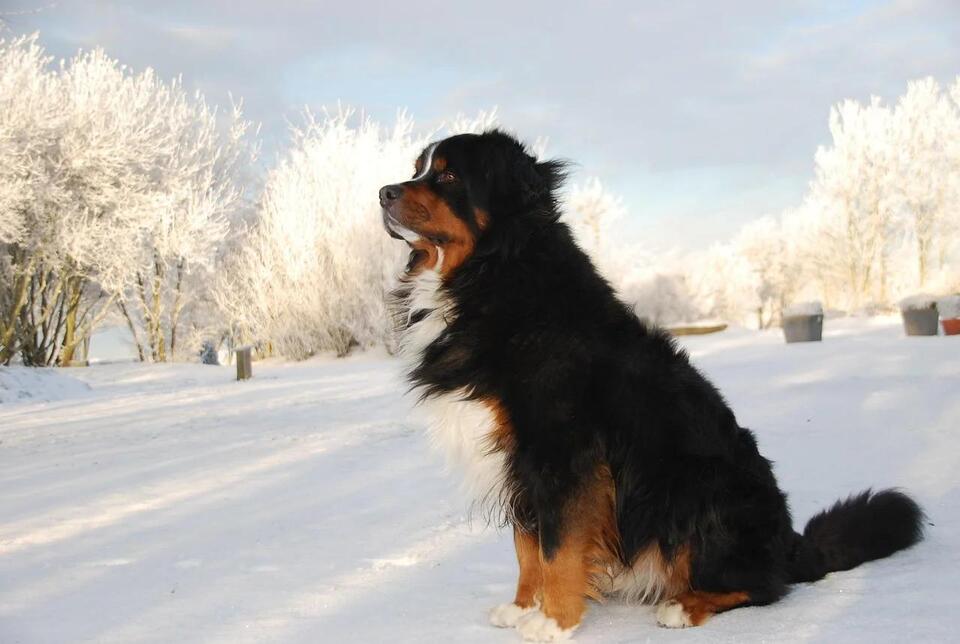 10 Dog Breeds That Love The Cold (And 10 That Prefer Humid Weather ...
