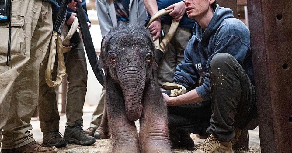 It's a girl!: Front Royal scientists play key role in Asian elephant's ...