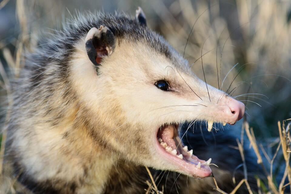 Opossum Interrupts Texas Football Game and Gets Dragged Off - NewsBreak