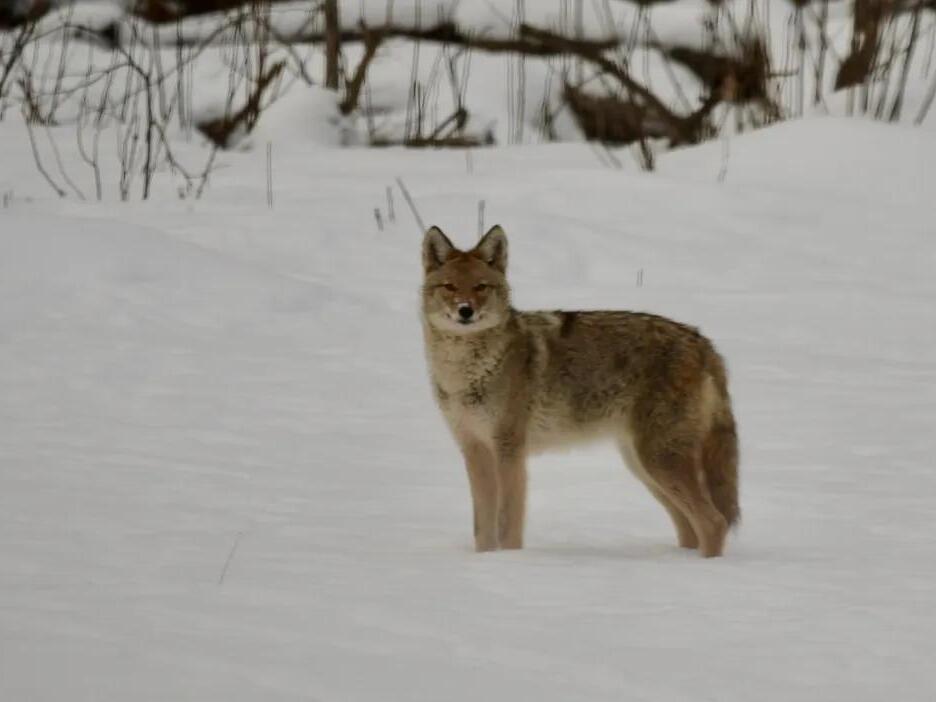 3 dead coyotes have been tied to a midcoast buoy for almost a month
