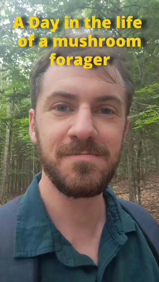 A Day in the life of a mushroom Forager maine mushrooms foraging ...