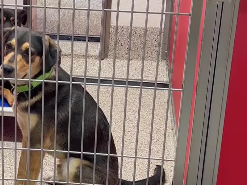 PACC is set to impound more than 100 large dogs