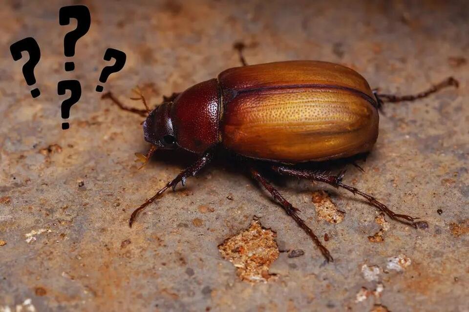 Didn’t See Any June Bugs in Michigan This Year? You’re Not Alone ...