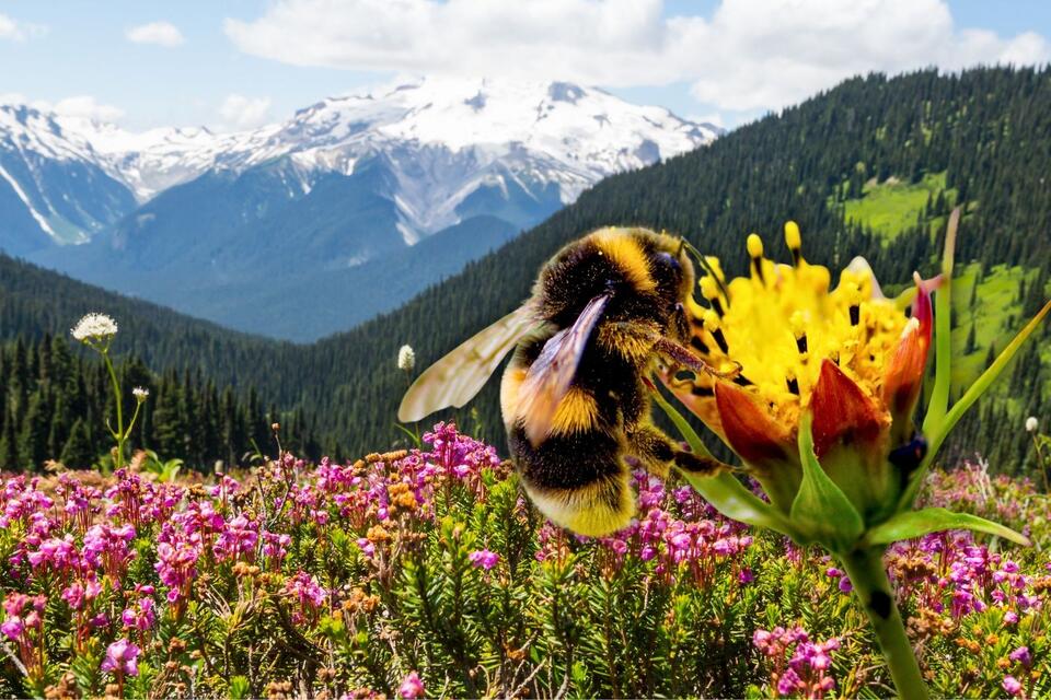 Special Offer In Utah May Help Best Pollinators Thrive - NewsBreak
