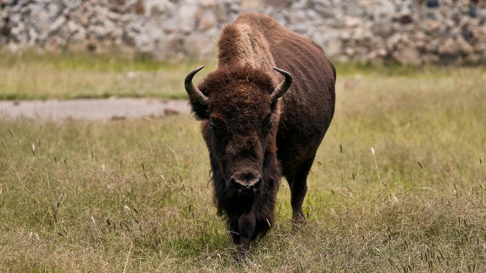 Bison charges and kills hiker in South Dakota’s Custer State Park ...