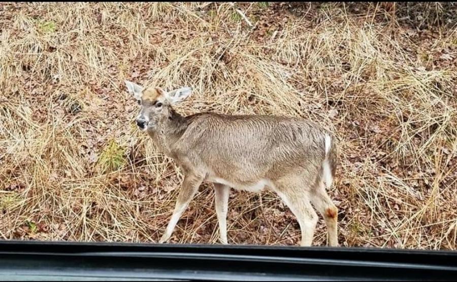 N.C. Wildlife Commission announces CWD surveillance areas; mandatory ...
