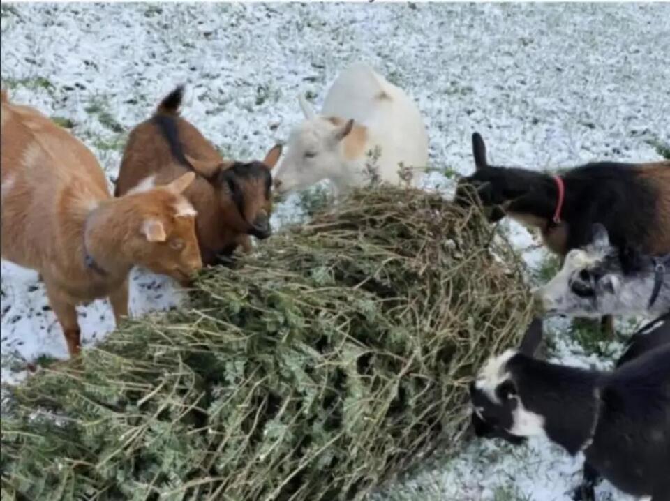 Cute Maine Goats Want to Eat Your Christmas Tree - NewsBreak