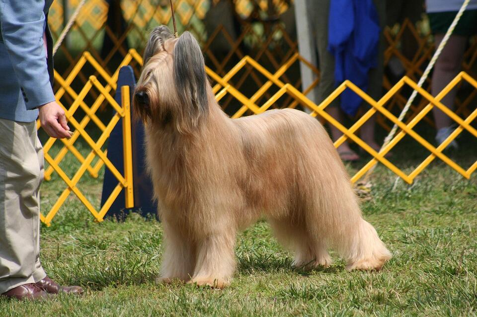 Are Dog Shows Harmful or Helpful for the Breed Standards? - NewsBreak