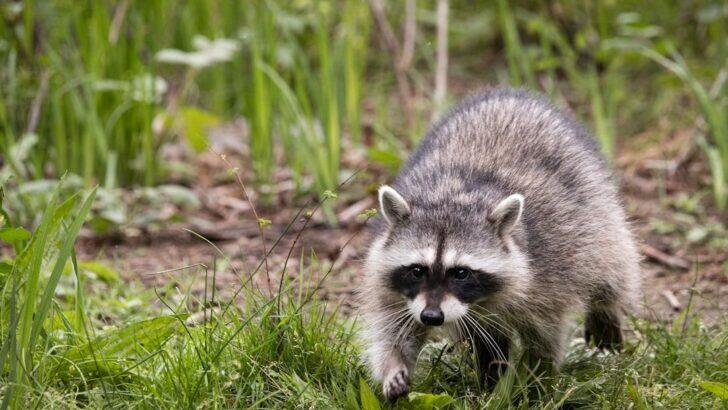 10 US Animals That Look Harmless but Can Be Dangerous - NewsBreak