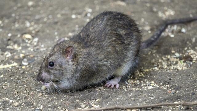 Human infections from rat urine increasing in New York City - NewsBreak