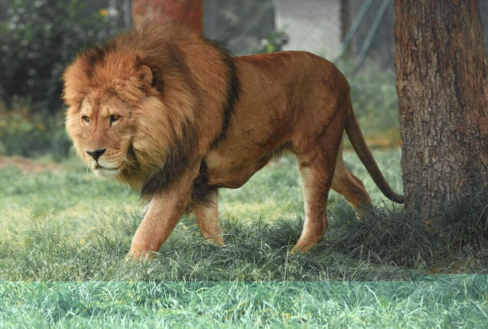 The Lion of Gir: How India’s Last Asiatic Lions Beat Extinction (But ...