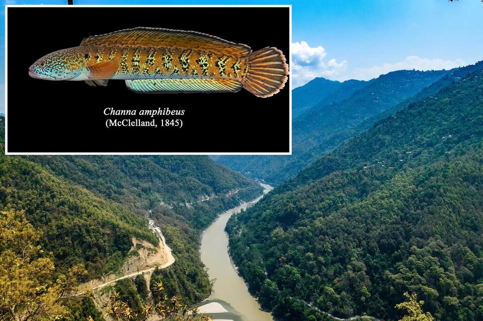 Chel snakehead, fish species believed to be extinct, spotted in India ...