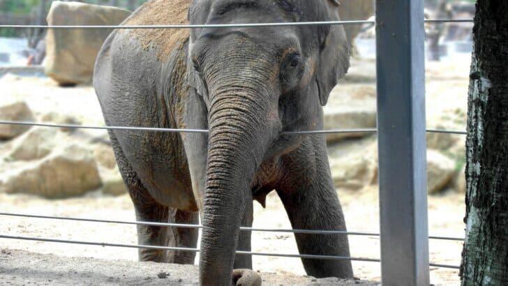 How Animal Exhibits Are Evolving to Promote Conservation - NewsBreak