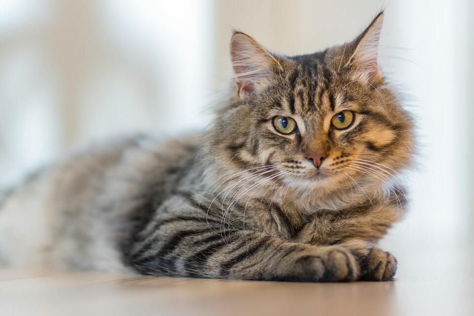 Why Cats Start Watching You More As They Get Older - NewsBreak