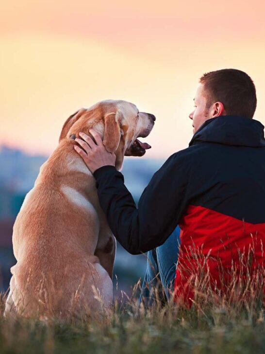 13 Most Loyal Dogs Who Stay Devoted Through Thick and Thin - NewsBreak