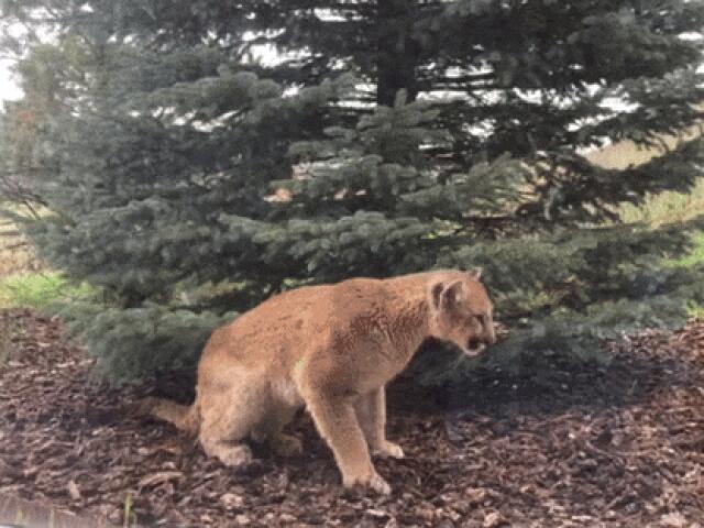 CO mountain lion confirmed to have 1st case of ‘staggering disease’ in ...