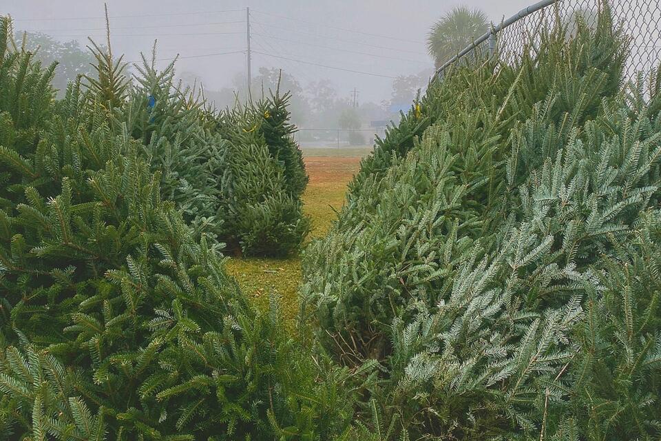 The Unique Things That Happen to Unsold and Used Christmas Trees ...