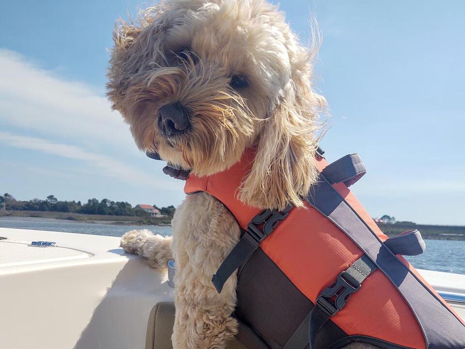 Energetic Emily likes to doggy-paddle around in the water: Send us your ...
