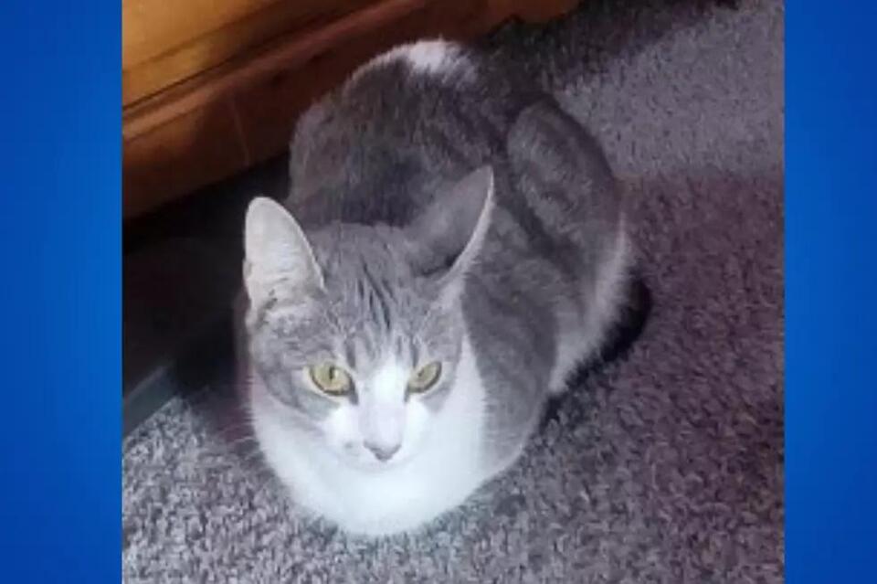 Justice for Ellie: NJ sicko gets max prison for sex-torture of cat ...