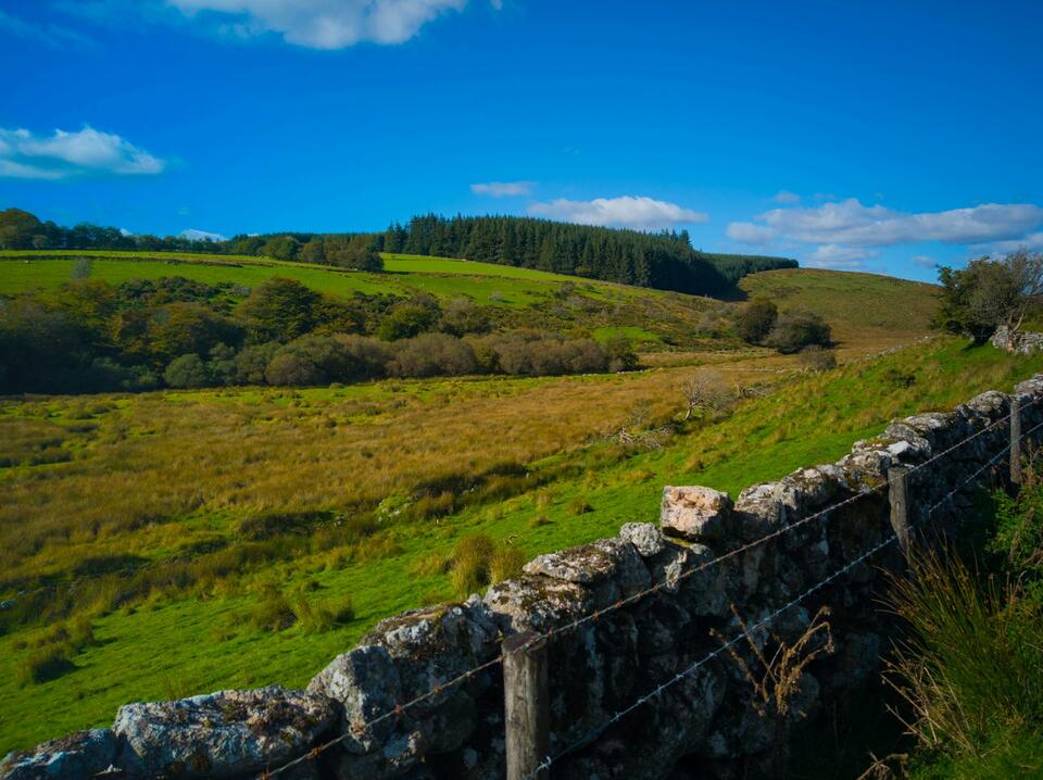 How Rewilding Projects Are Transforming the British Countryside - NewsBreak