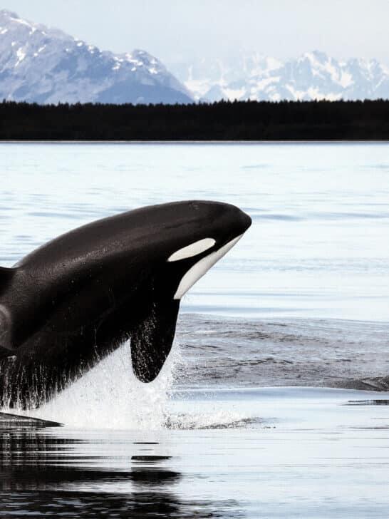 Why Are There No Orcas in Aquariums? The Shocking Truth - NewsBreak