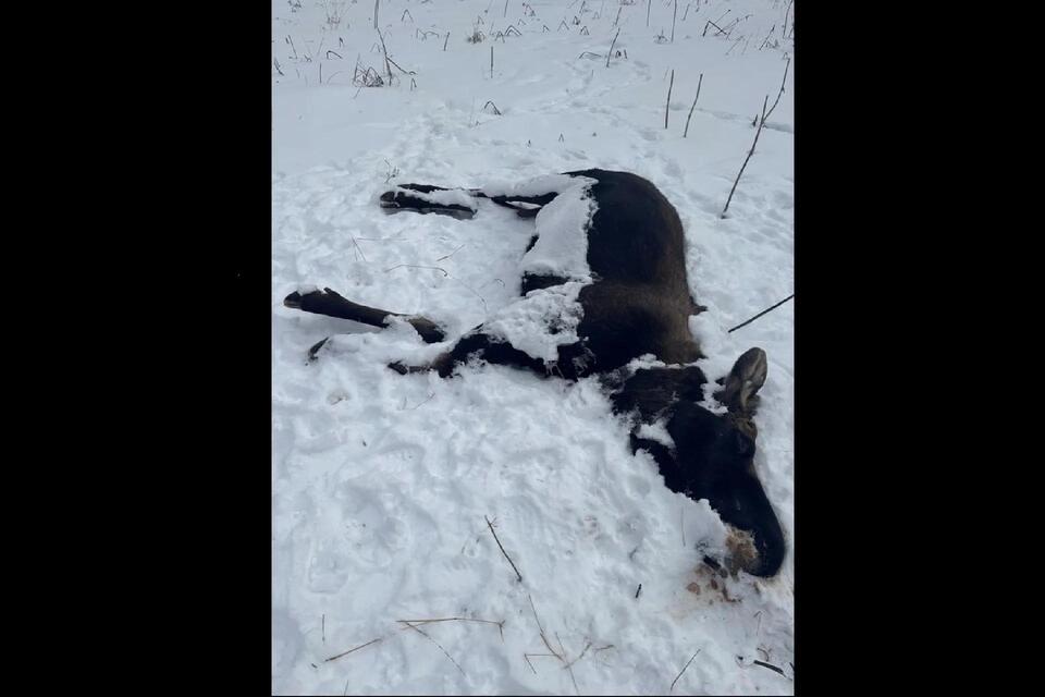 FWP seeking information on moose killed near Bozeman - NewsBreak