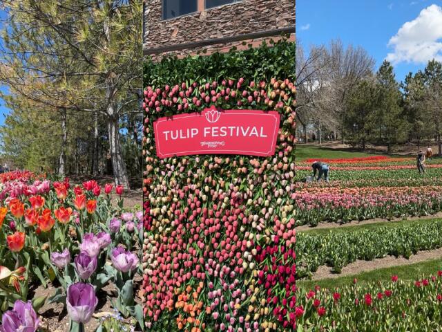 Spring blooms on full display as Tulip Festival kicks off at ...