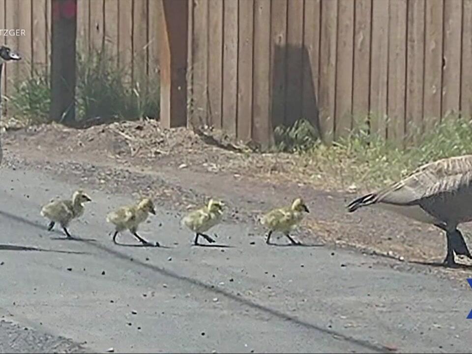 What did the Bend geese and row of goslings cross the road and float ...