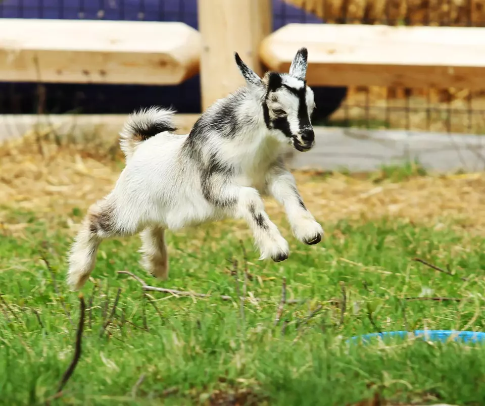 Cute Baby Goats Jumping