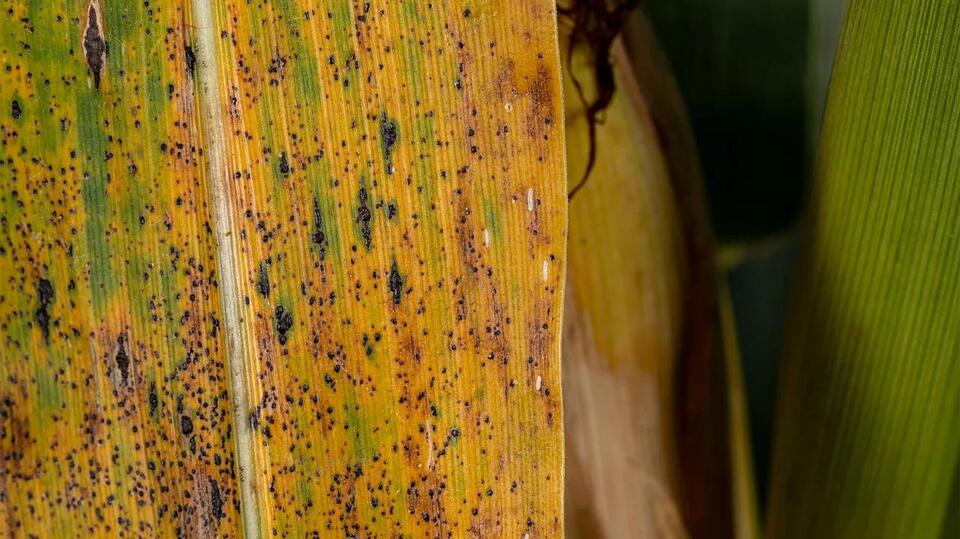 Iron out your management strategies now for tar spot - NewsBreak
