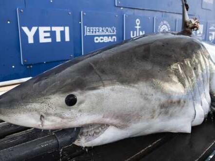 500-pound white shark pings off the coast of Georgia
