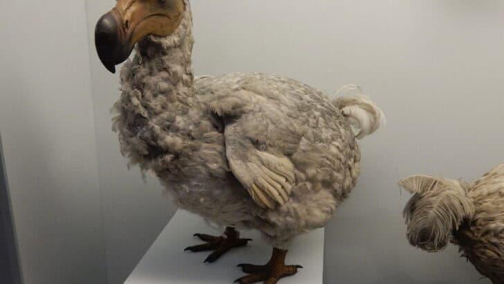Can We Bring Back the Dodo—And Should We? - NewsBreak