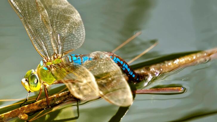 13 Fastest Insects in the World - NewsBreak