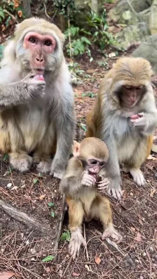 Disciplined family #viralreelsfacebook #animal #monkey - NewsBreak