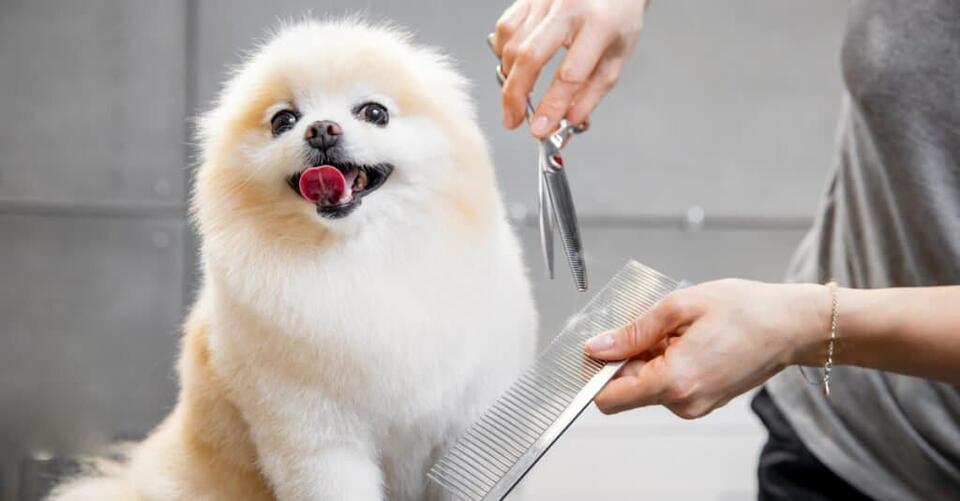 The 10 Cheapest Dogs to Buy and Care for in 2024 - NewsBreak