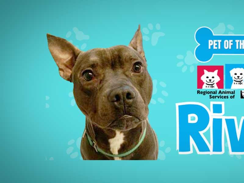 Meet ‘River,’ RASKC’s very motivated, treat-loving Pet of the Week