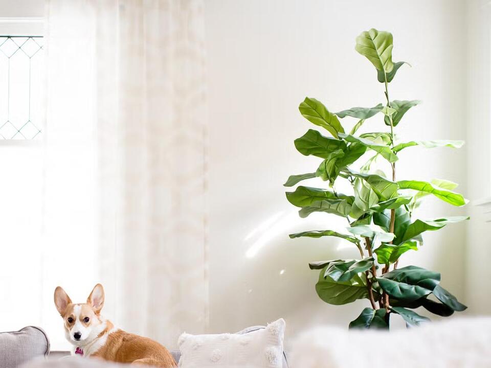 The 24 Best Indoor Trees for Your Home, According to Experts