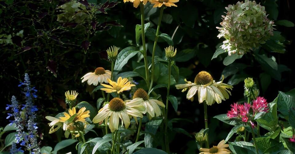Garden Guru: Gaga over Color Coded 'One in a Melon,' a dreamy new coneflower for 2023 - TrendRadars