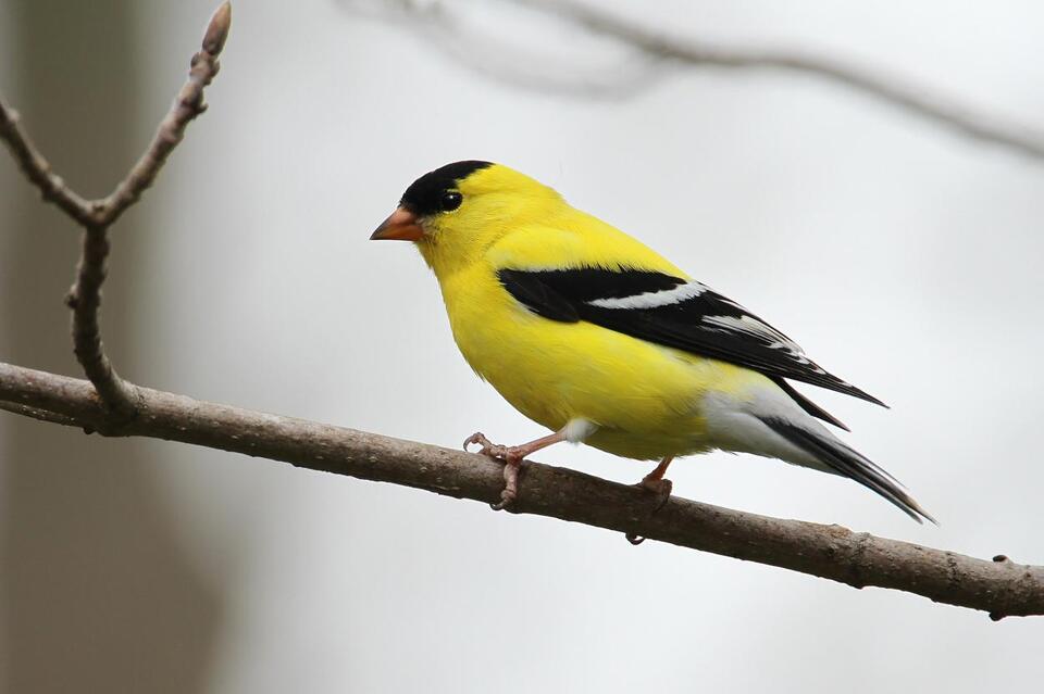 Here’s When Michigan Will Start Sounding Like Spring Again - NewsBreak